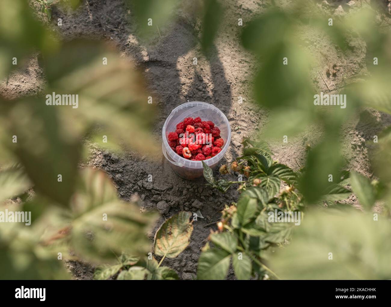 Red raspberry collected in container among blurred leaves of berry bush ...