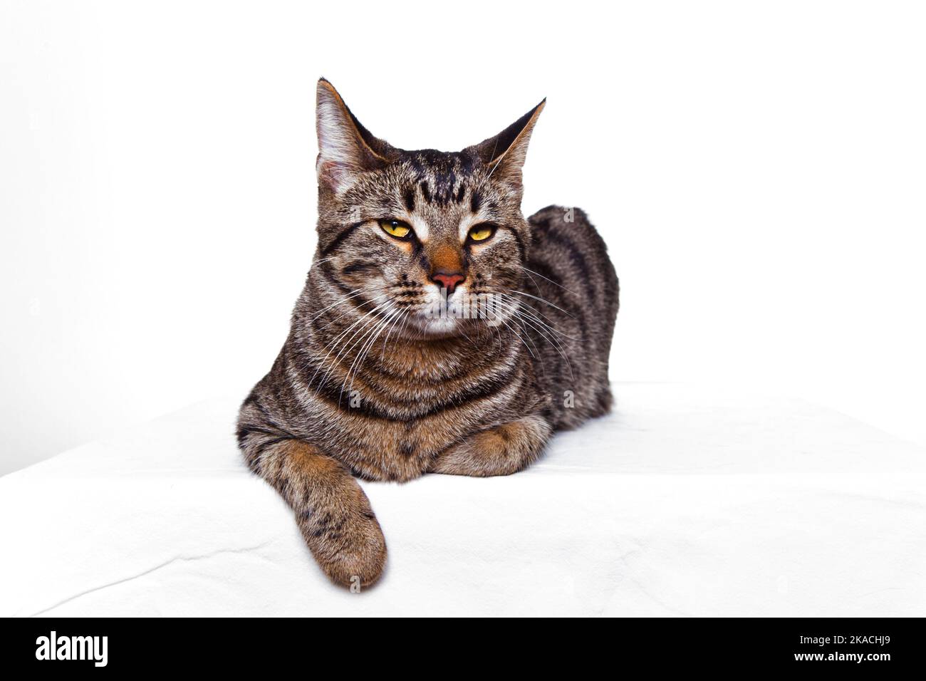 Cute cat on sofa Cut Out Stock Images & Pictures - Alamy