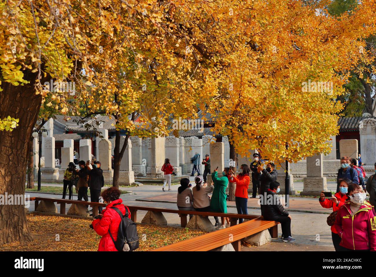 Tourists enjoy the 600-year-old ginkgo tree in the Five Pagoda Temple ...