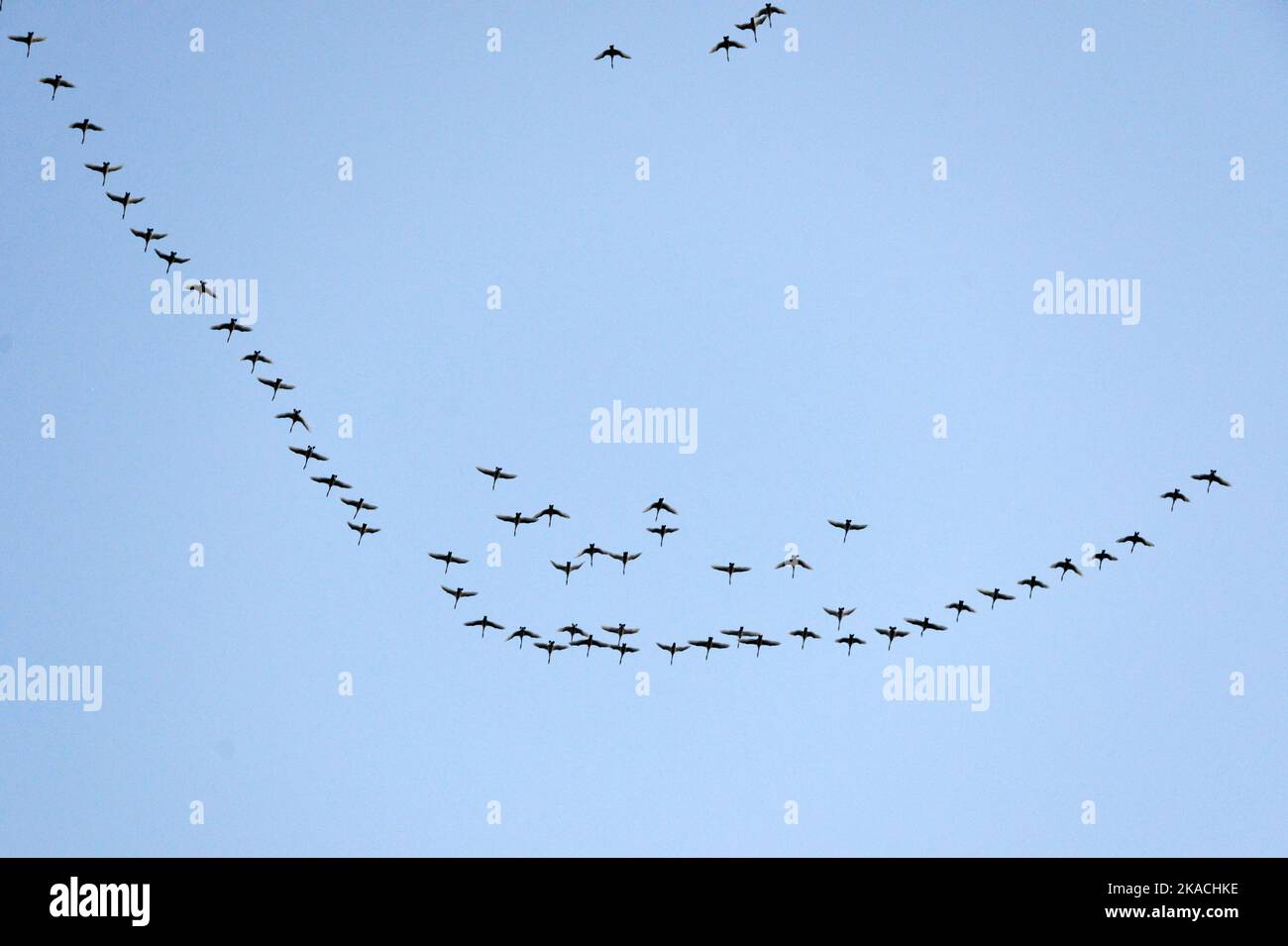 Swans, the national second-class protected animals, fly south in a ...