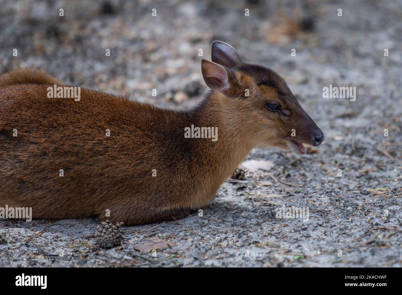 Sumatran Muntjac
