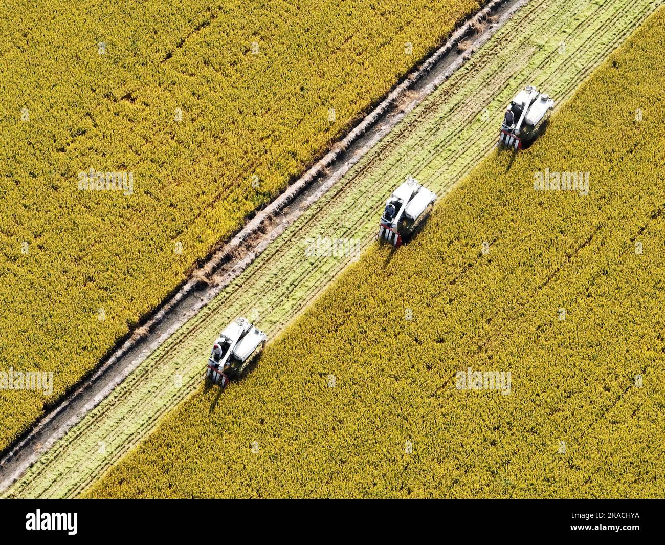 Aerial photos show the rice entering the harvest season and a busy ...