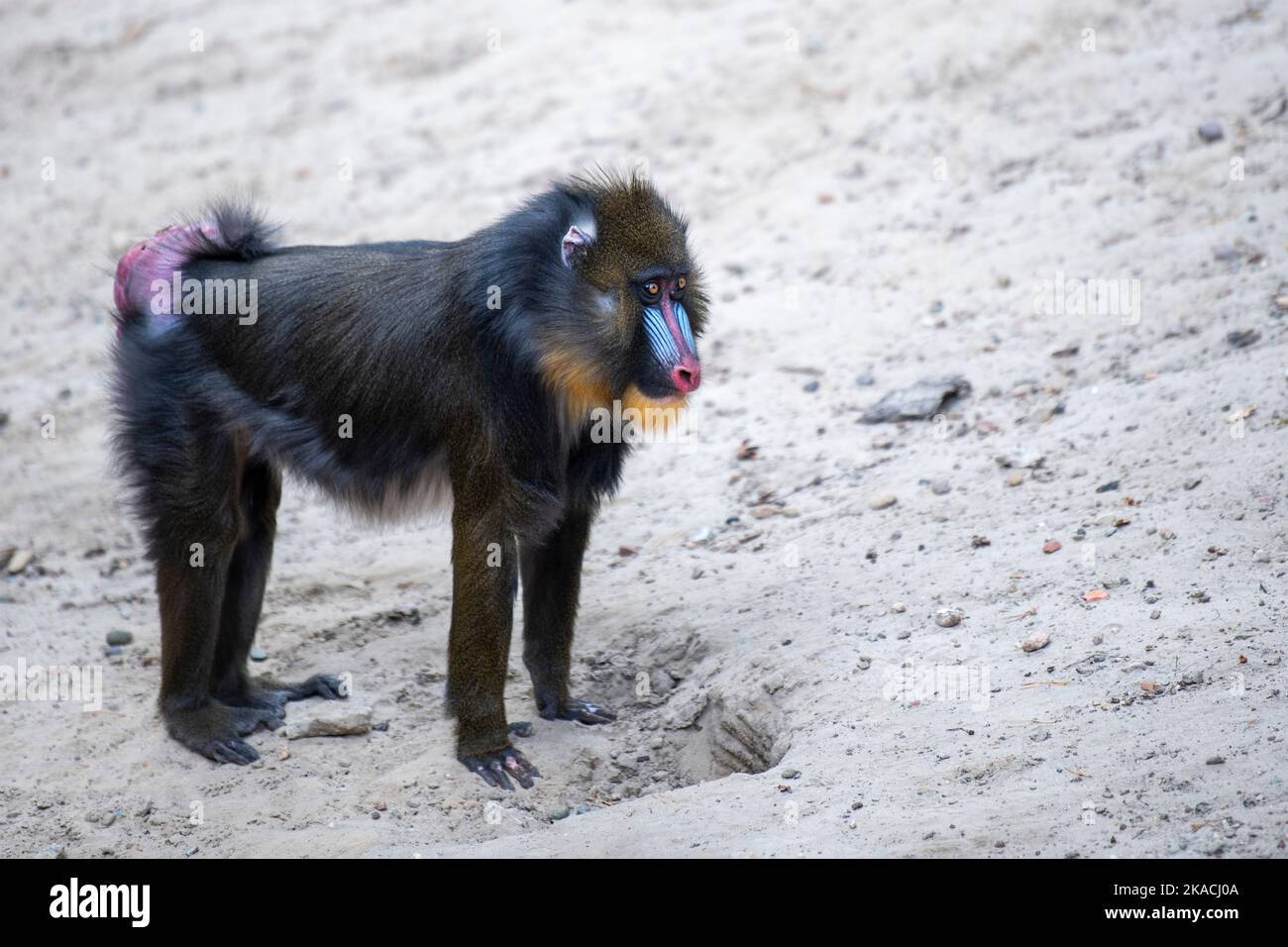 Mandrill walks on the sand, monkey walks on the sand side view Stock ...