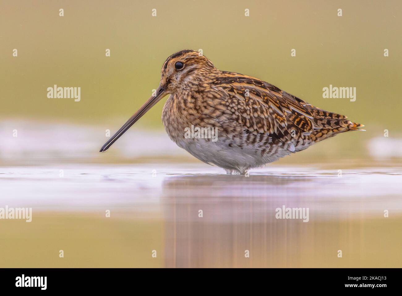 Common snipe (Gallinago gallinago) is a small, stocky wader bird native ...