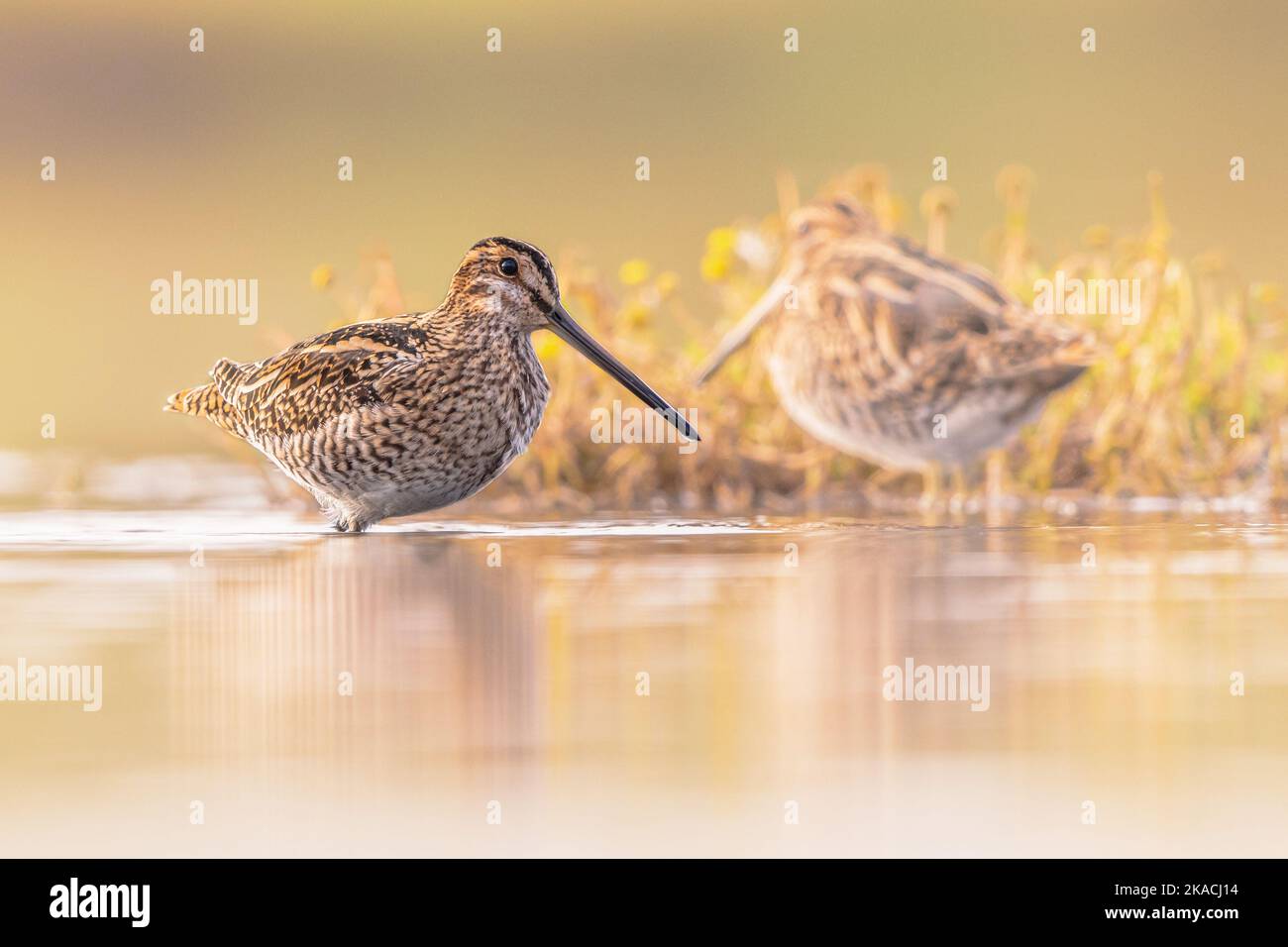 Common snipe (Gallinago gallinago) is a small, stocky wader bird native ...