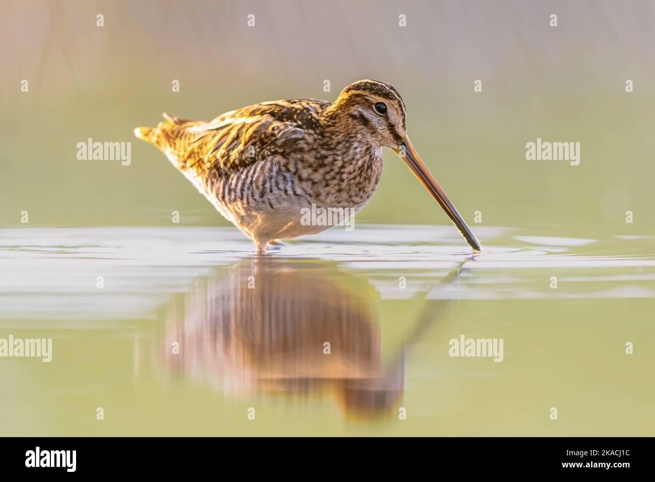 Common snipe (Gallinago gallinago) is a small, stocky wader bird native ...