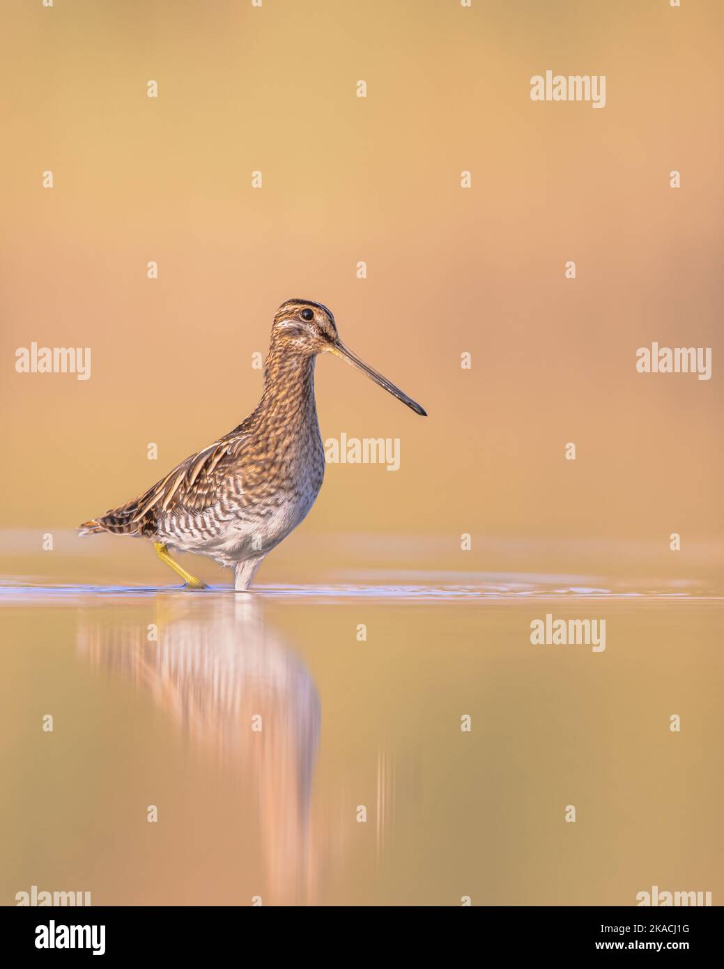 Common snipe (Gallinago gallinago) is a small, stocky wader bird native ...