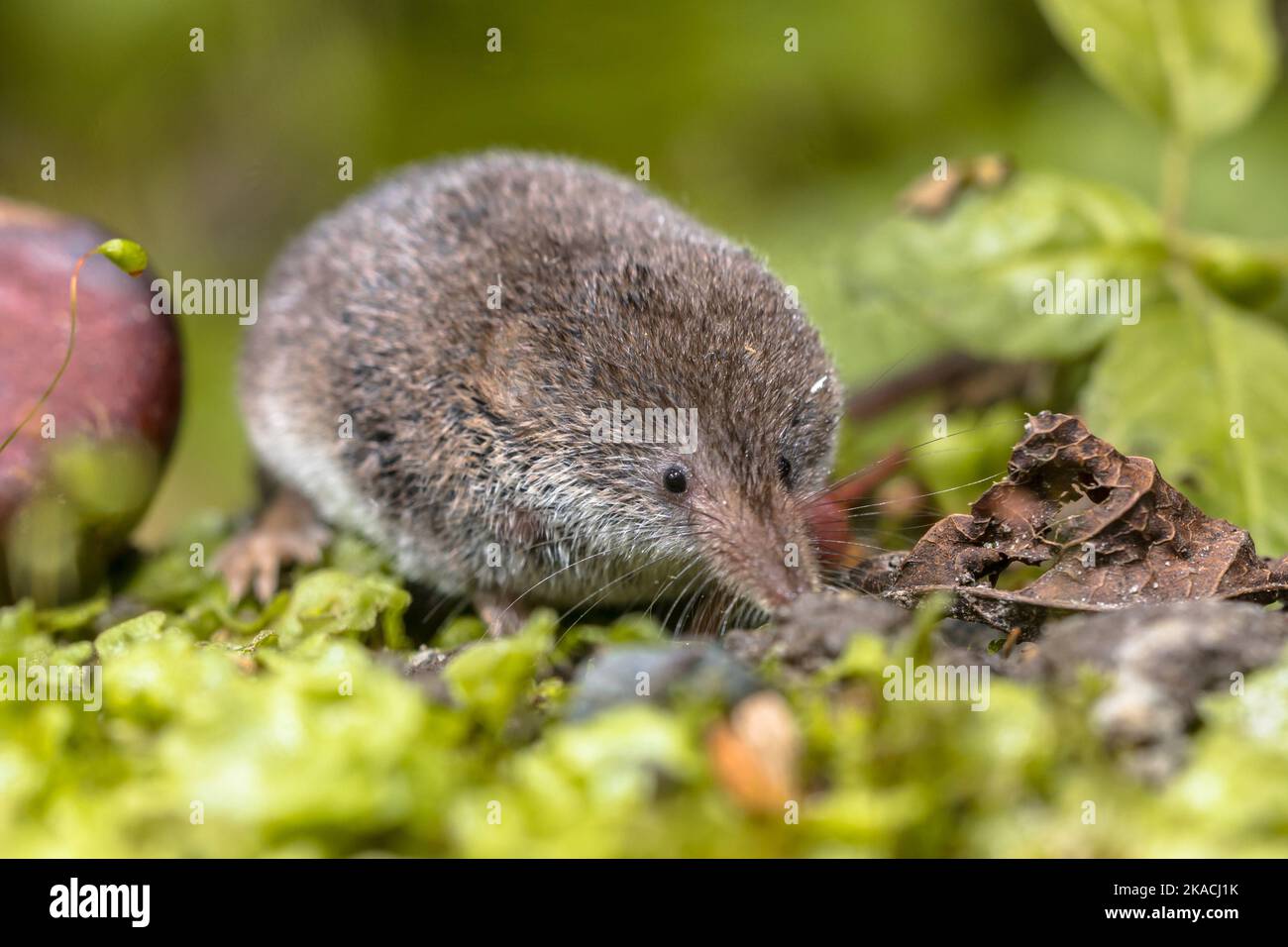 Pygmy shrew hi-res stock photography and images - Alamy