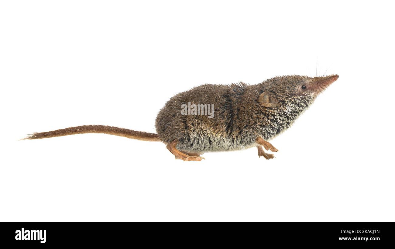 Eurasian pygmy shrew (Sorex minutus) mouse on white background. This is ...