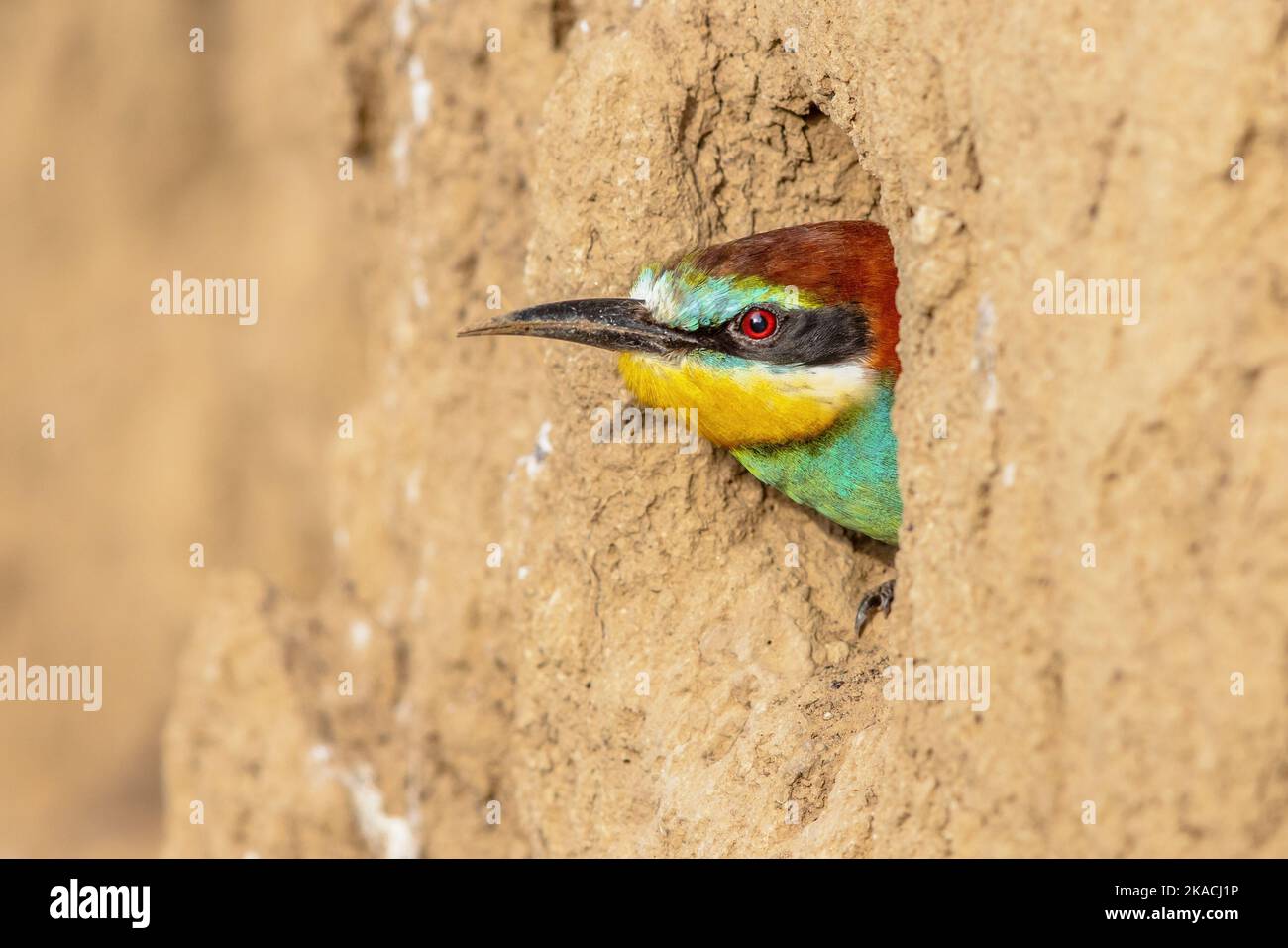 European Bee-Eater (Merops apiaster) peeking from Nesting Hole in ...