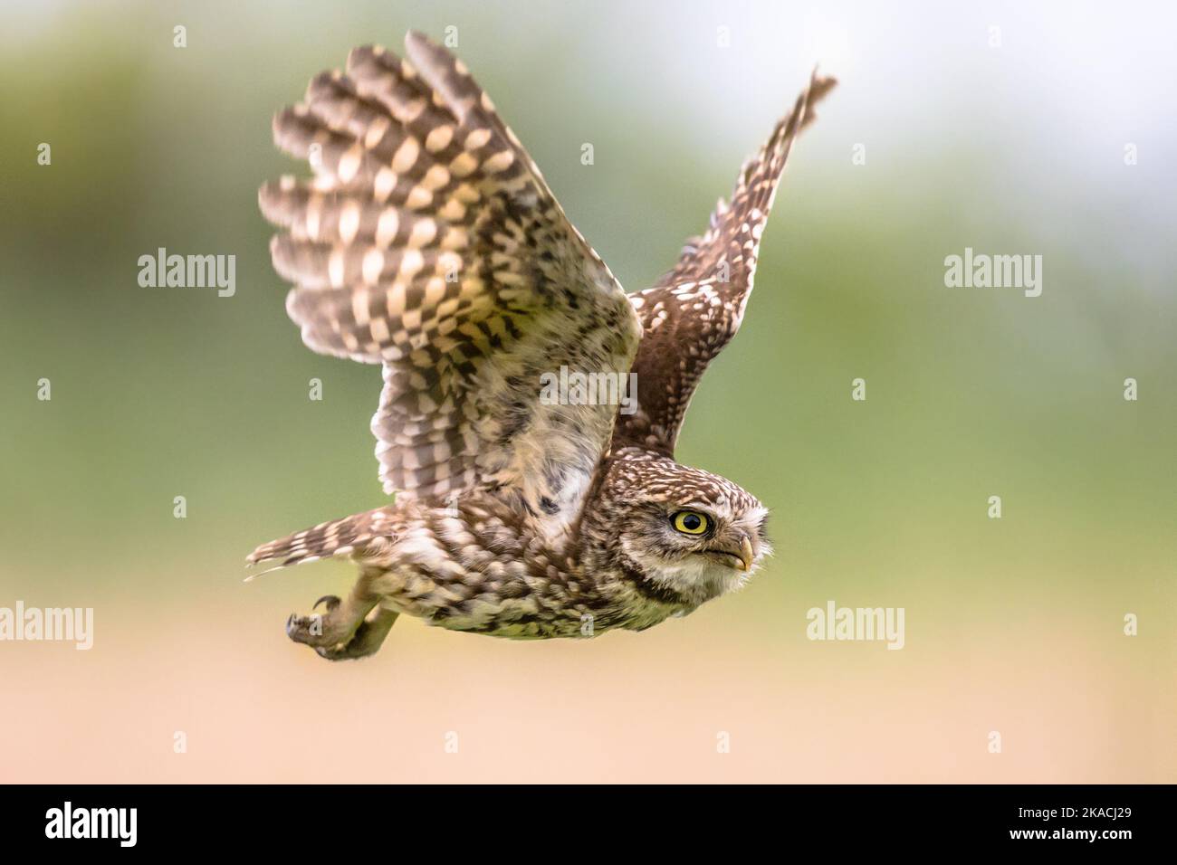 Little Owl (Athene noctua) nocturnal bird flying at dawn hunting for ...
