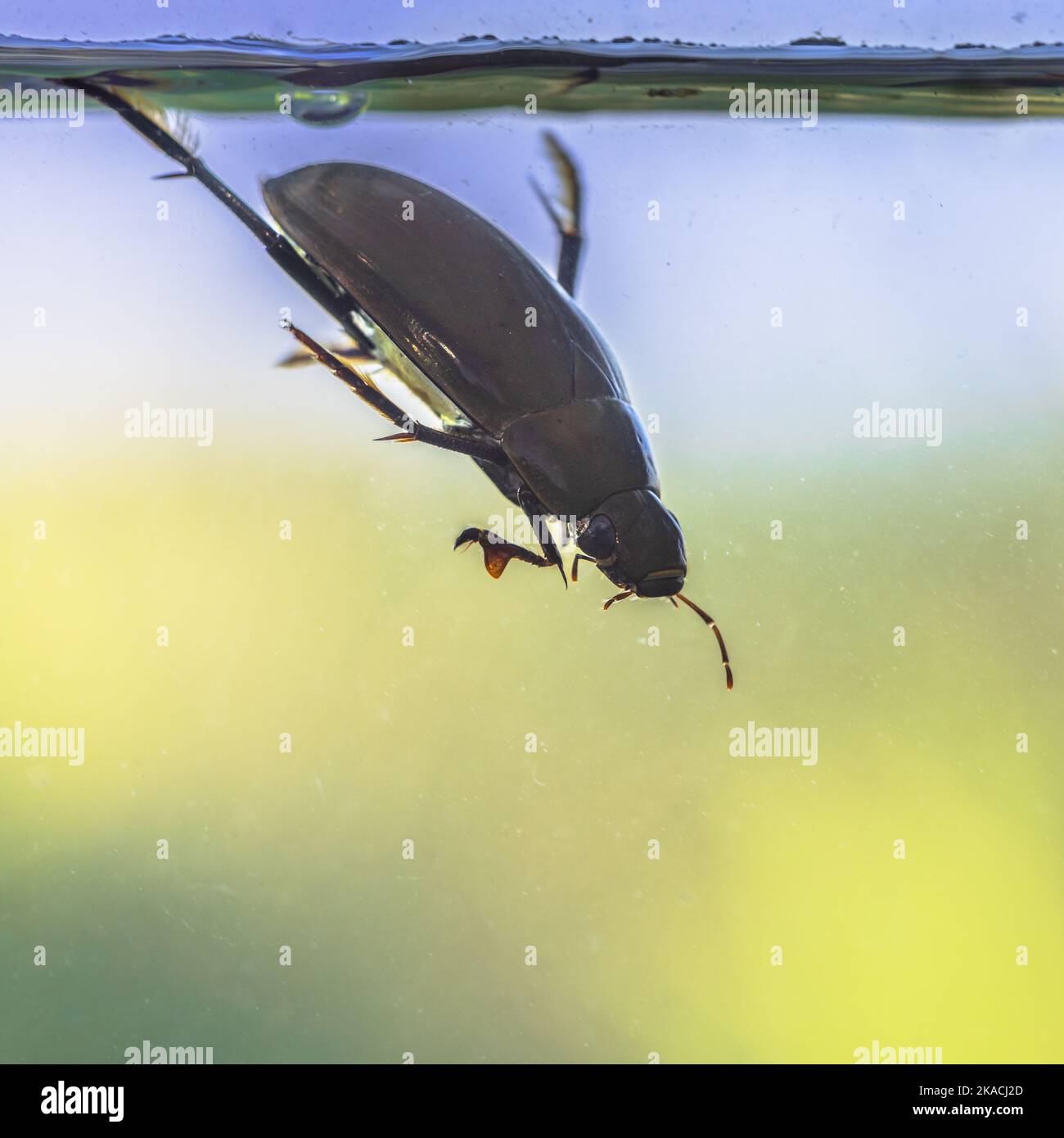 Great silver water beetle (Hydrophilus piceus) diving in freshwater ...