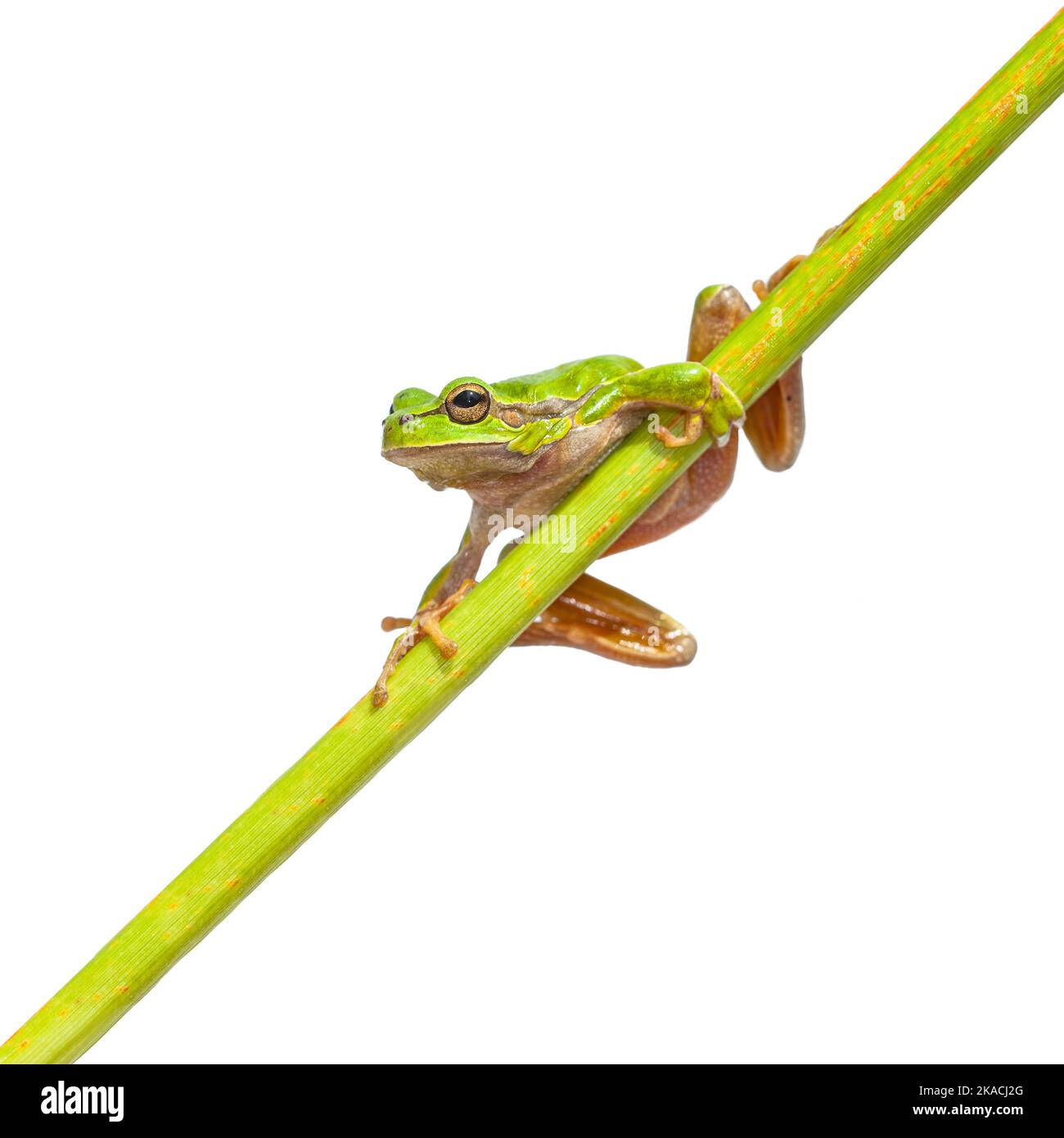 Tree Frog (Hyla arborea) climbing in a very long diagonal green stick ...