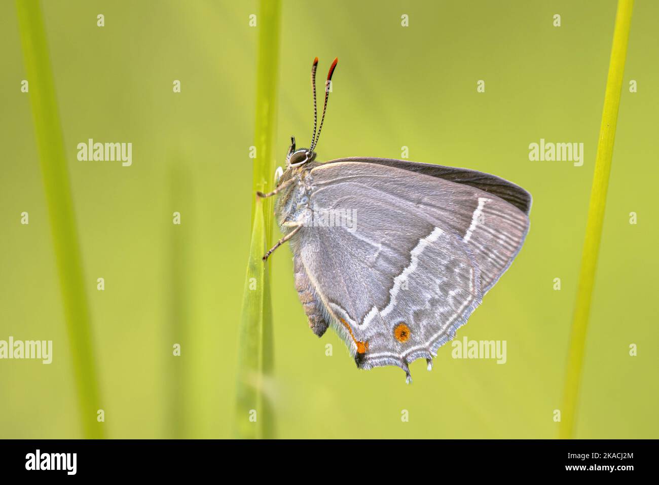 Purple hairstreak (Neozephyrus quercus) Butterfly resting in grass ...