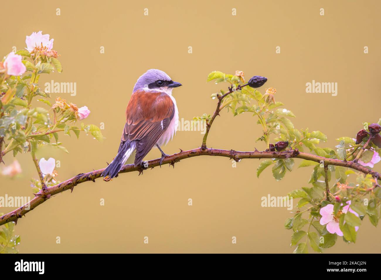 Red-Backed Shrike (Lanius collurio) perched on branch. This is a ...