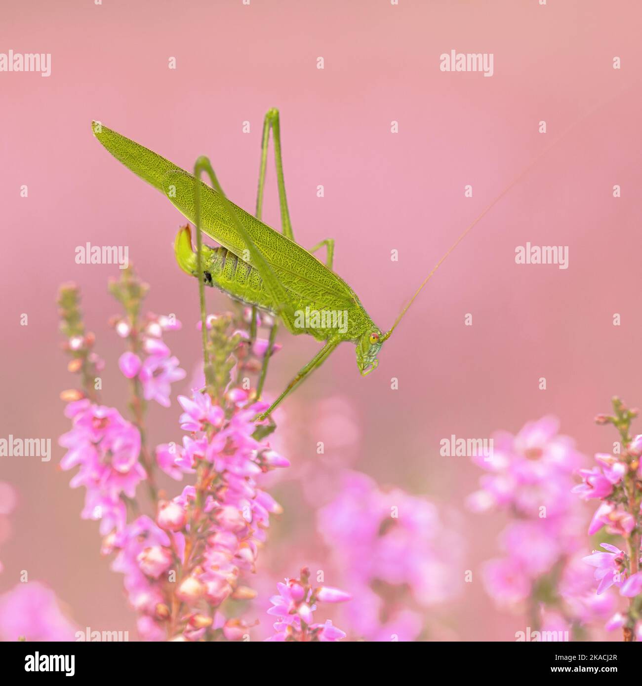 Sickle-bearing bush-cricket (Phaneroptera falcata) is a grasshopper ...