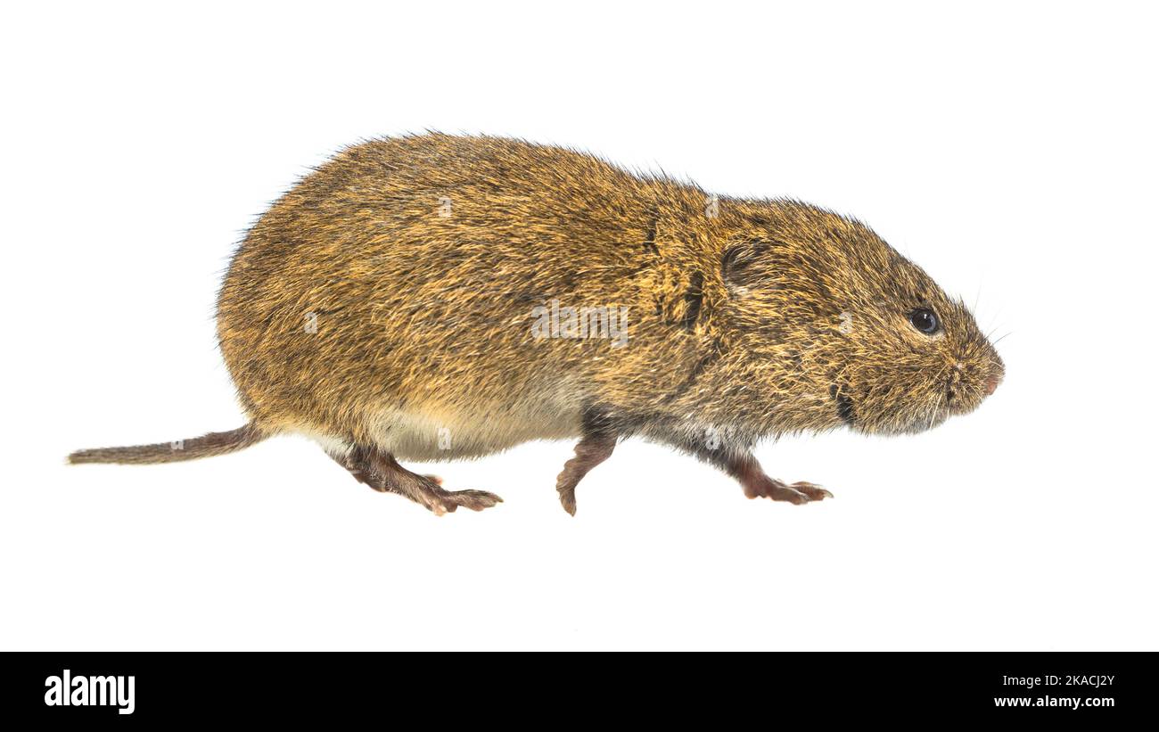 Side view Field vole or short-tailed vole (Microtus agrestis). Small ...