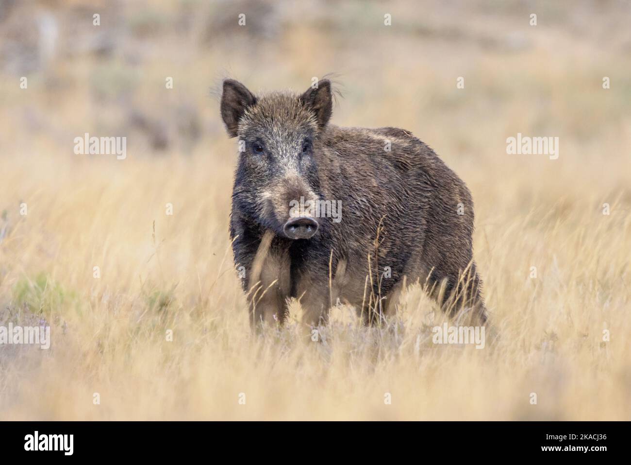 Wild boar (Sus scrofa). This animal is a suid native to much of Eurasia ...