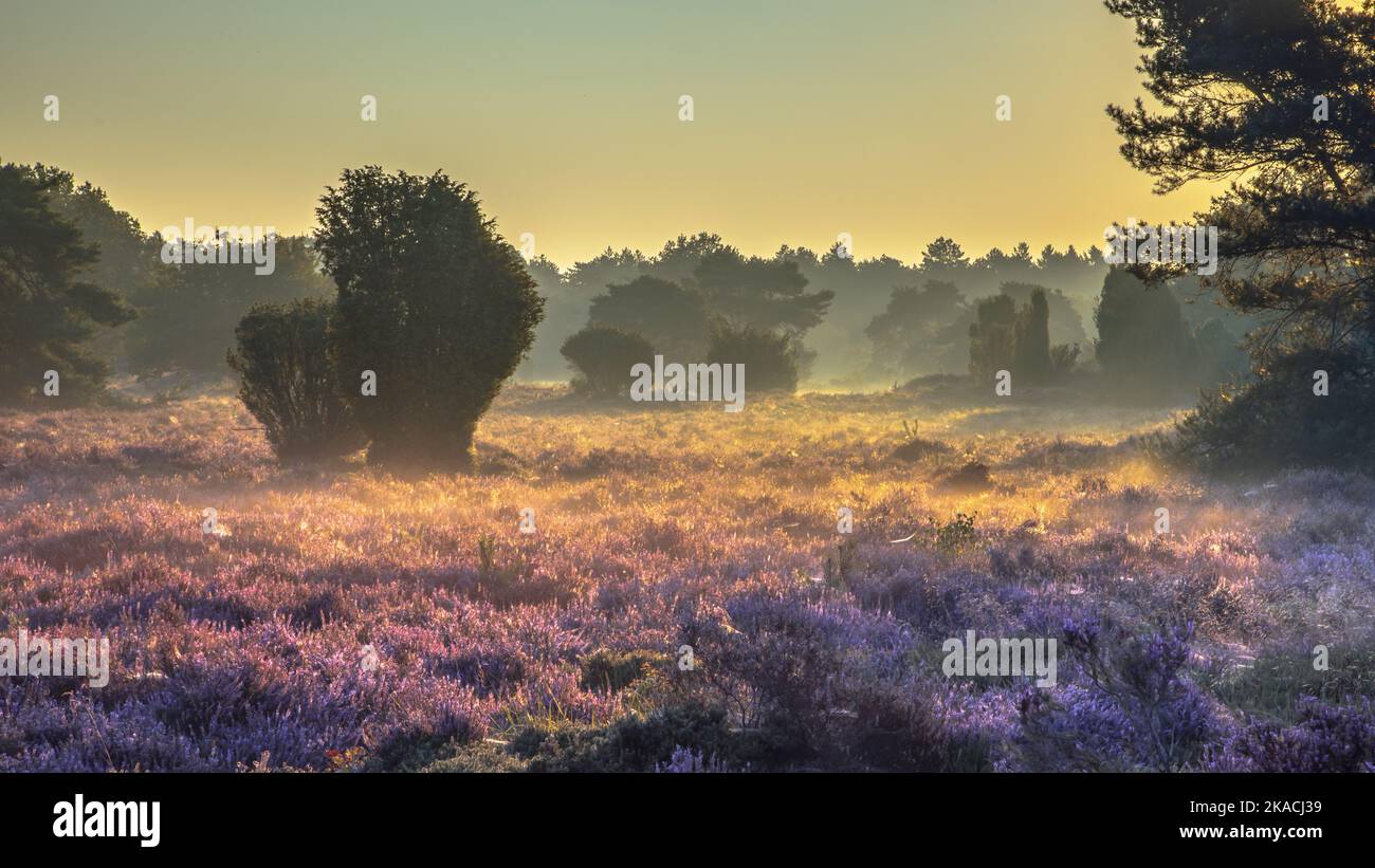 Sunrise over blooming Heathland in National Park Dwingelderveld ...