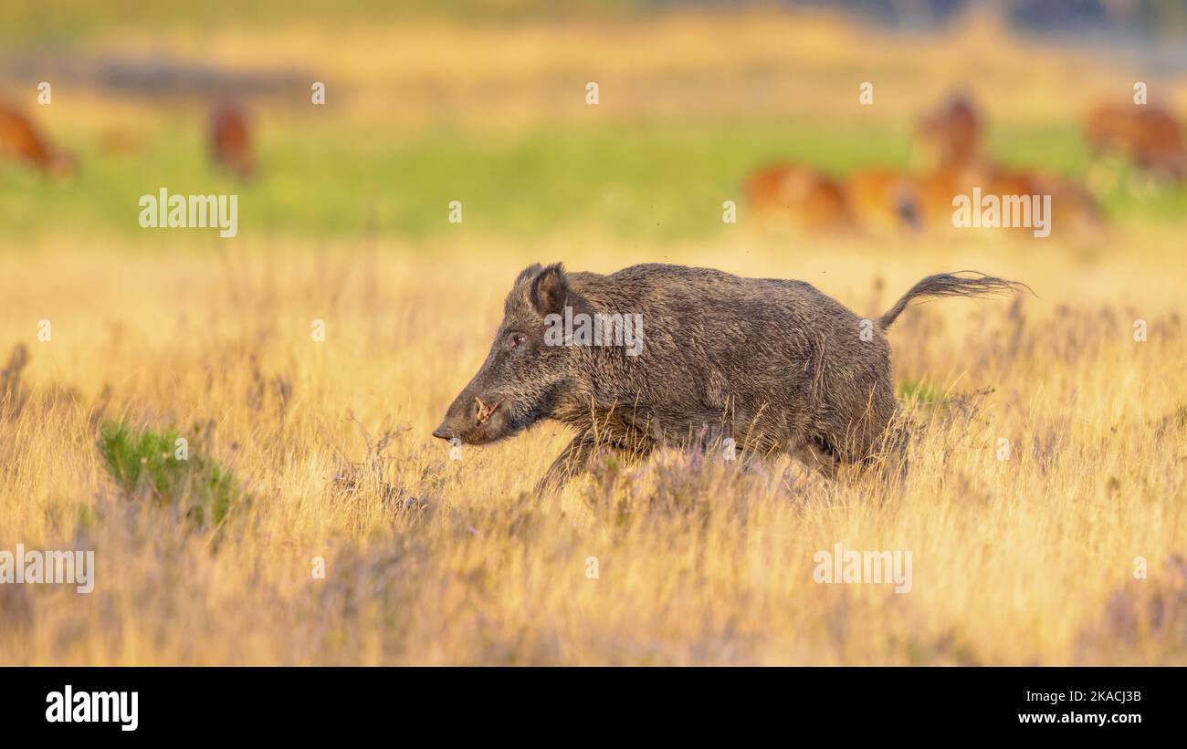 Wild boar (Sus scrofa). This animal is a suid native to much of Eurasia ...