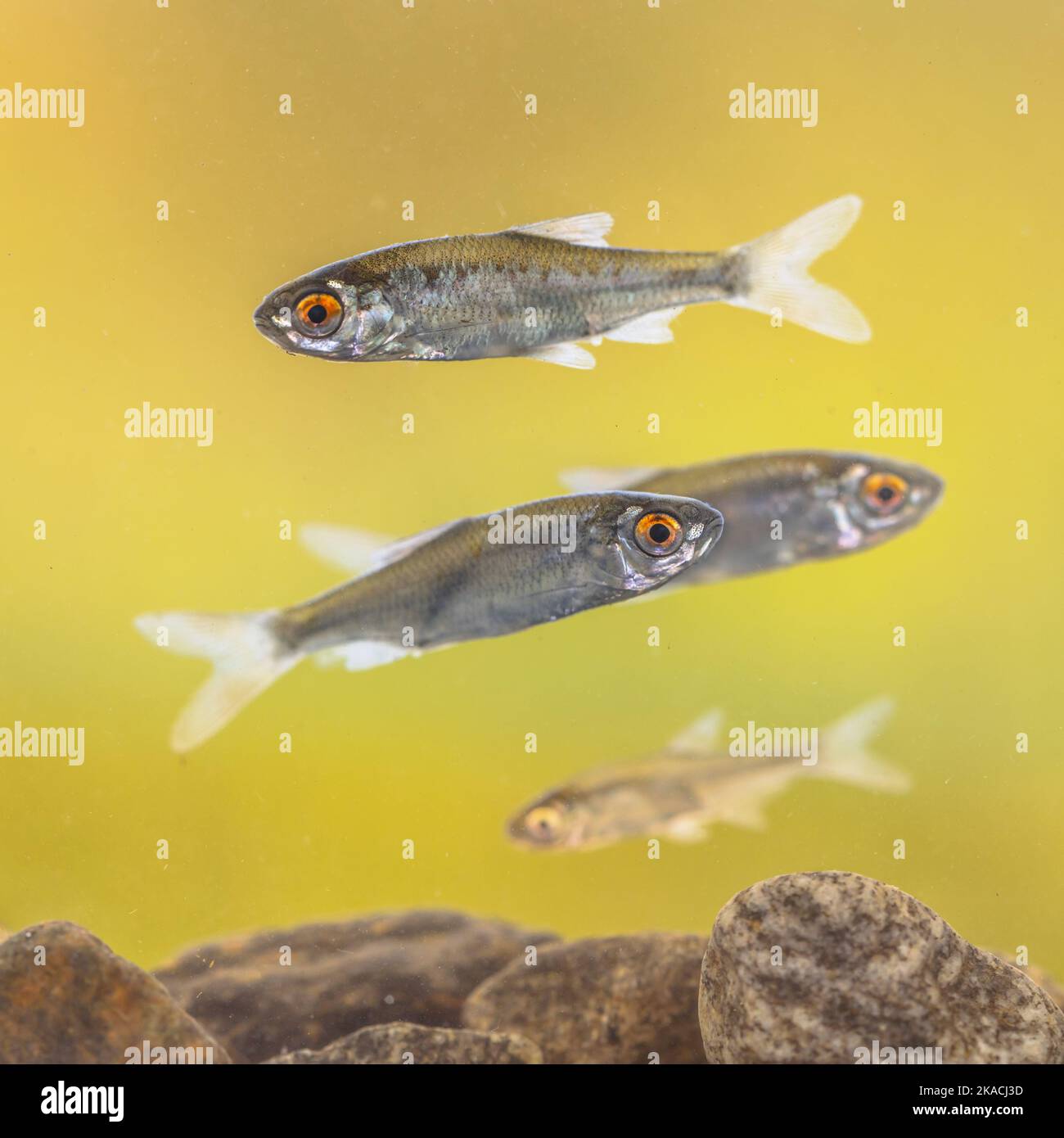 Sunbleak or Belica freshwater fish (Leucaspius delineatus). It has an ...