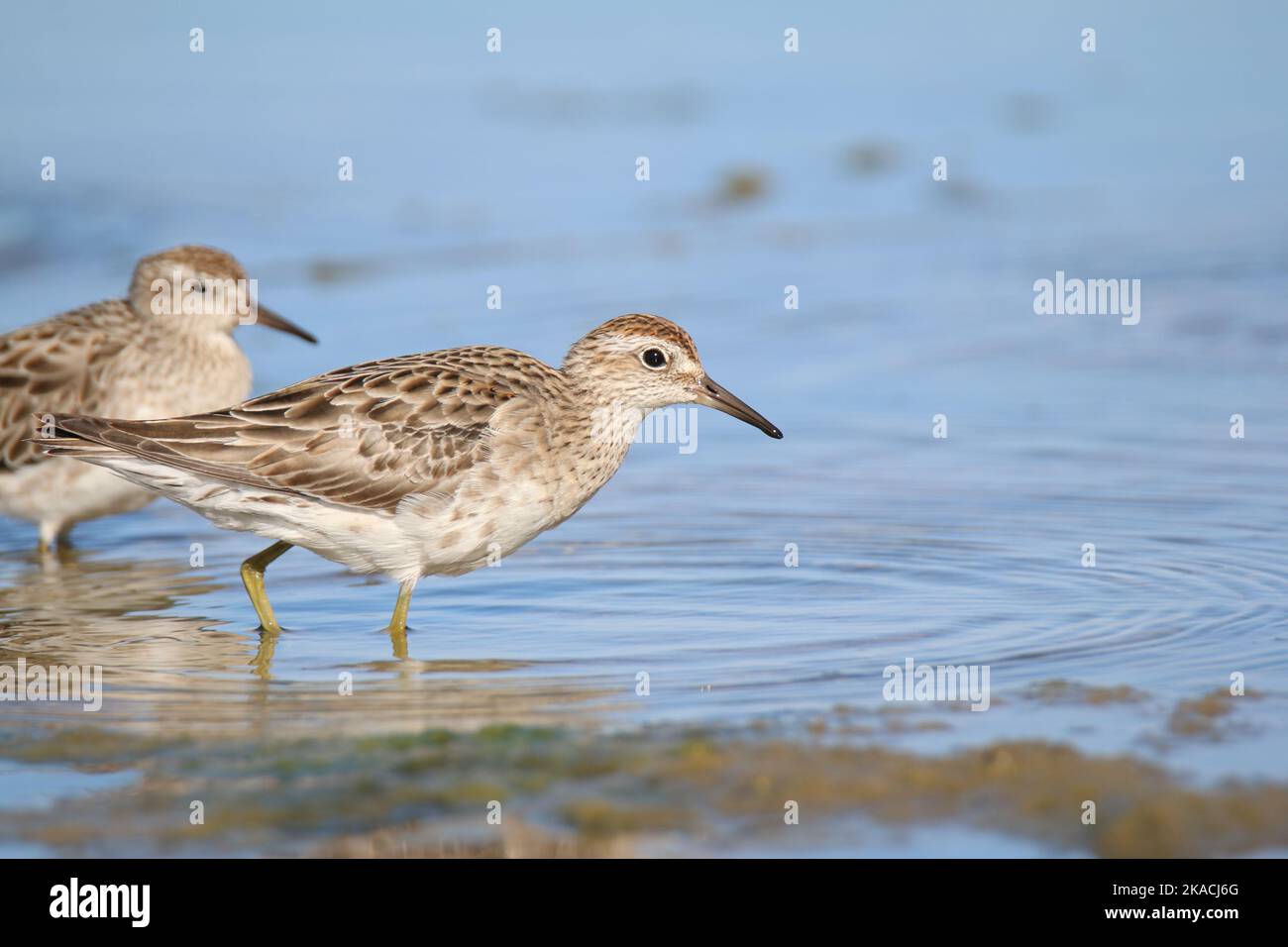 Migratory waders, Sharp-tailed Sandpipers in the Coorong Goolwa Stock ...