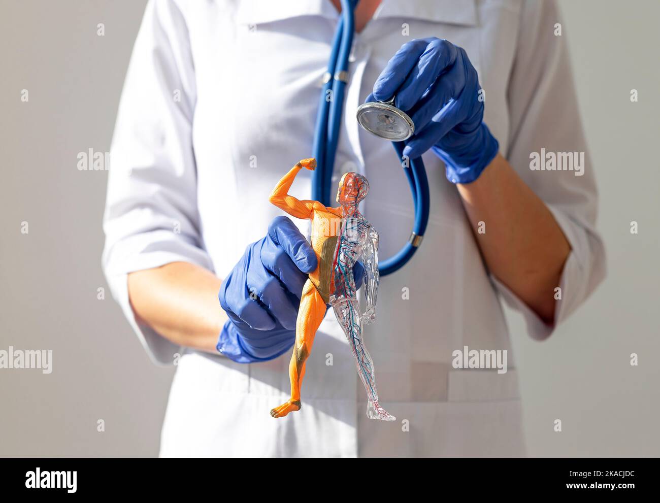 Doctor hand holding and listening to skinless human body 3d model with ...