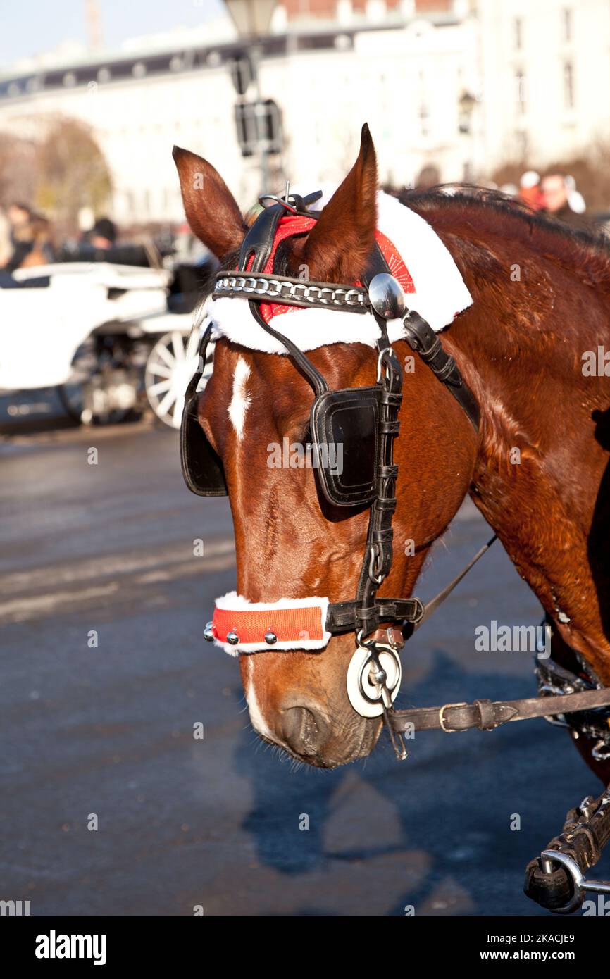 Traditional horse coach fiaker in hi-res stock photography and images ...