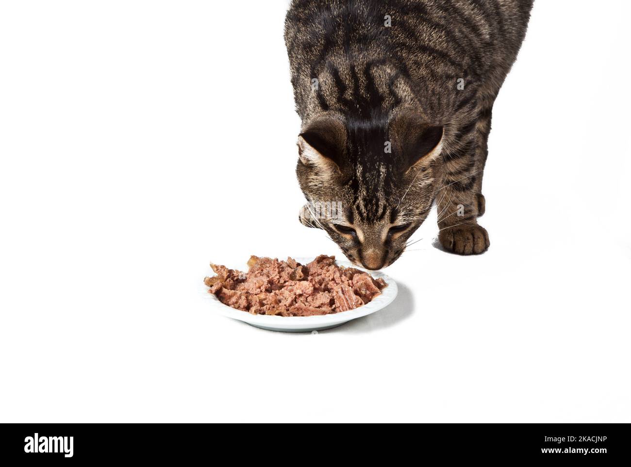 cute cat eating from a dish Stock Photo - Alamy