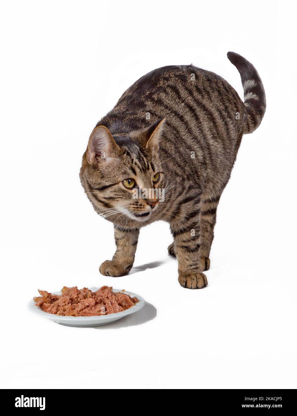 cute cat eating from a dish Stock Photo - Alamy
