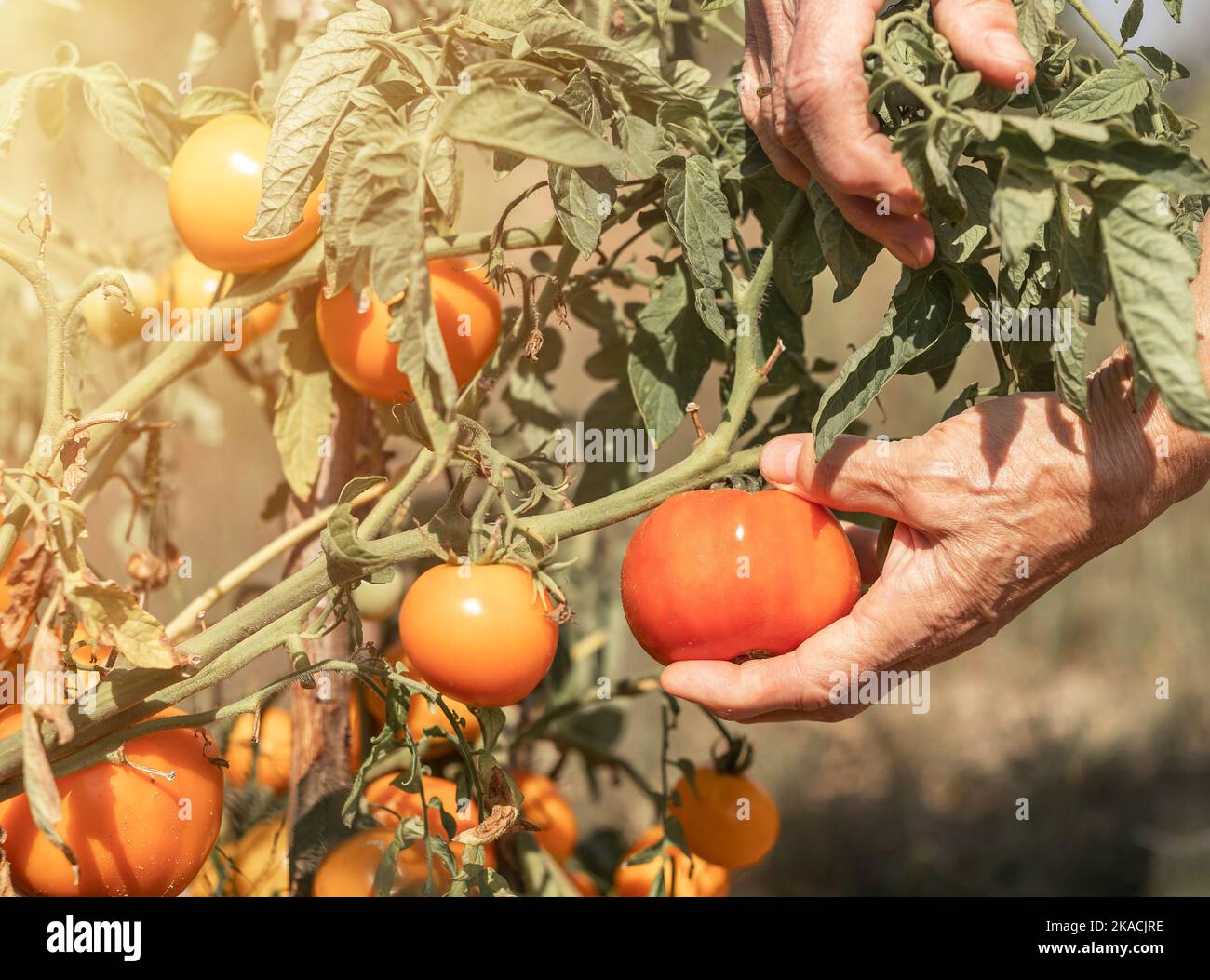 Hand picking ripe tomato from branch of vegetable plant close up Stock ...