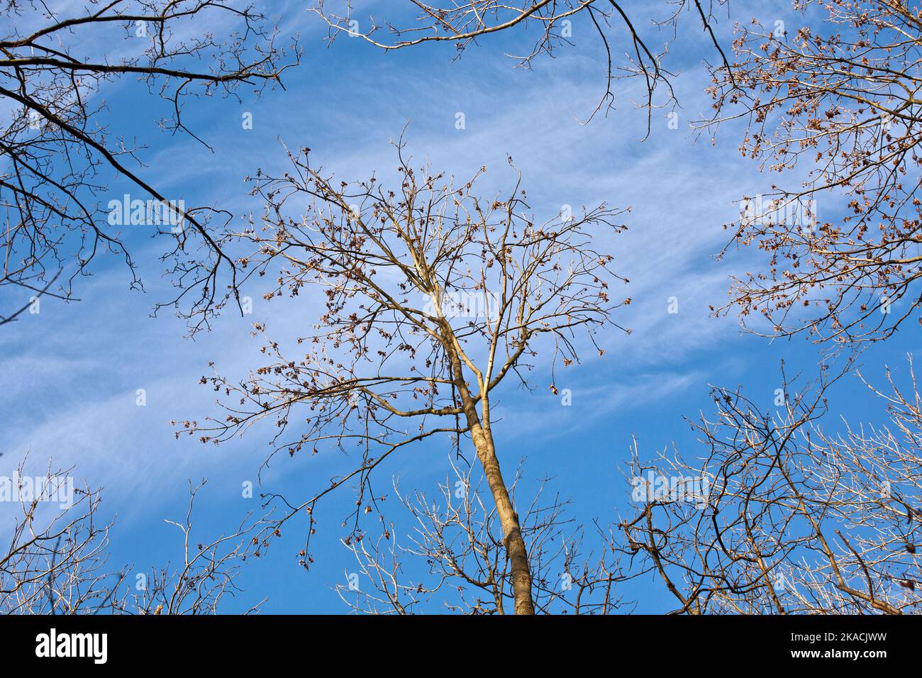 crown of trees in forest with blue sky Stock Photo - Alamy