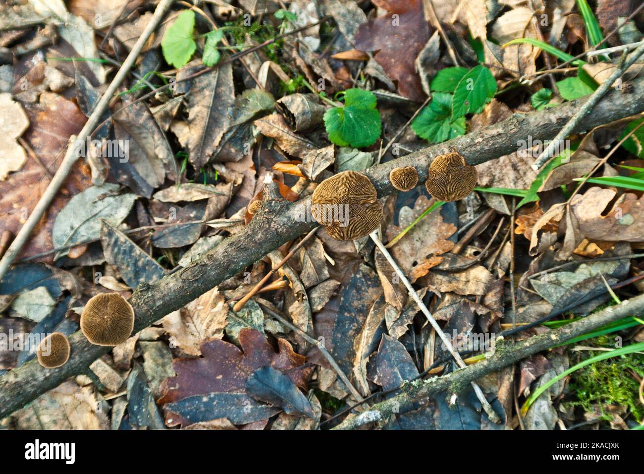 funghi growing in the forest in natural surrounding Stock Photo - Alamy