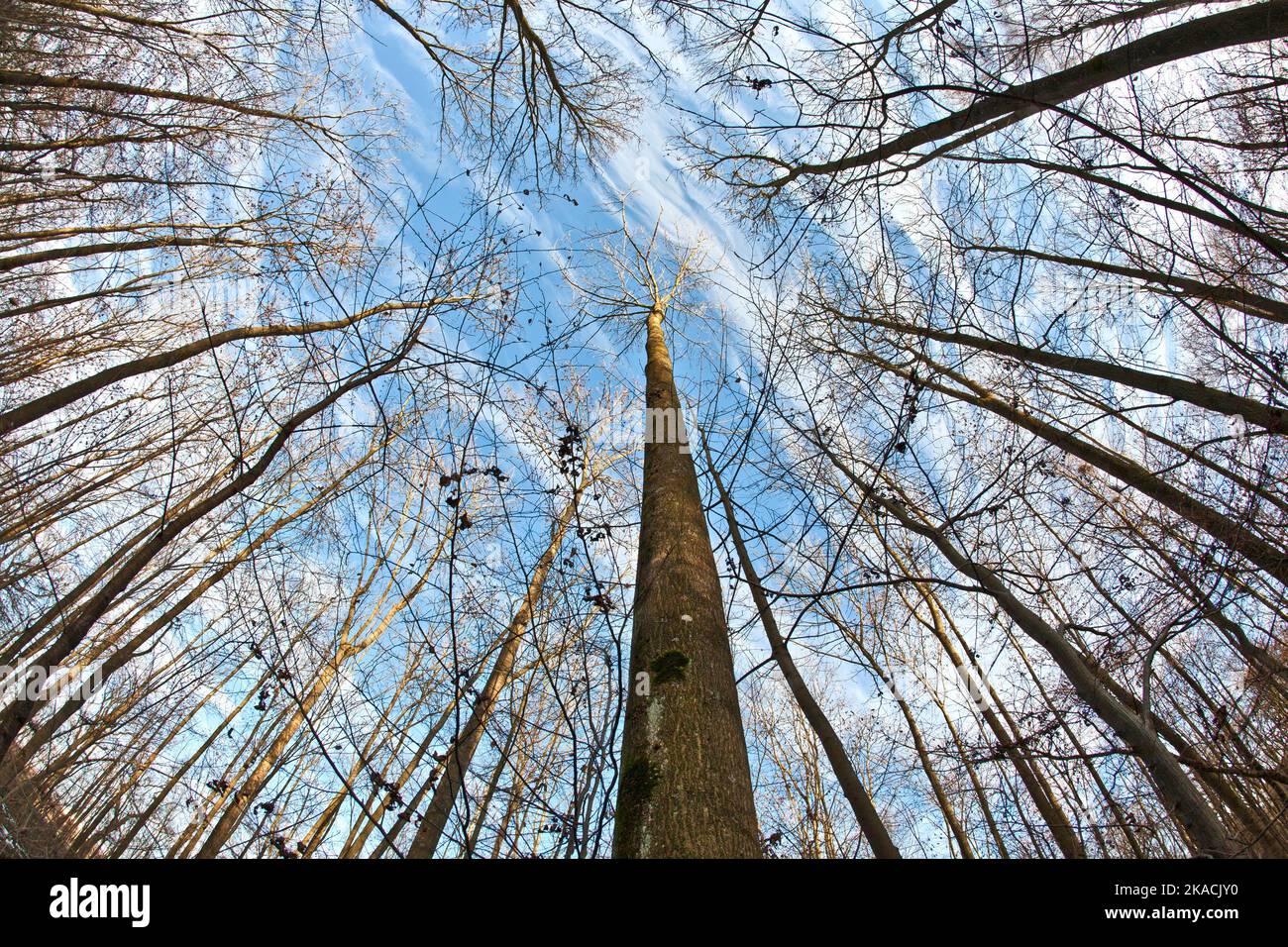crown of trees in forest with blue sky Stock Photo - Alamy