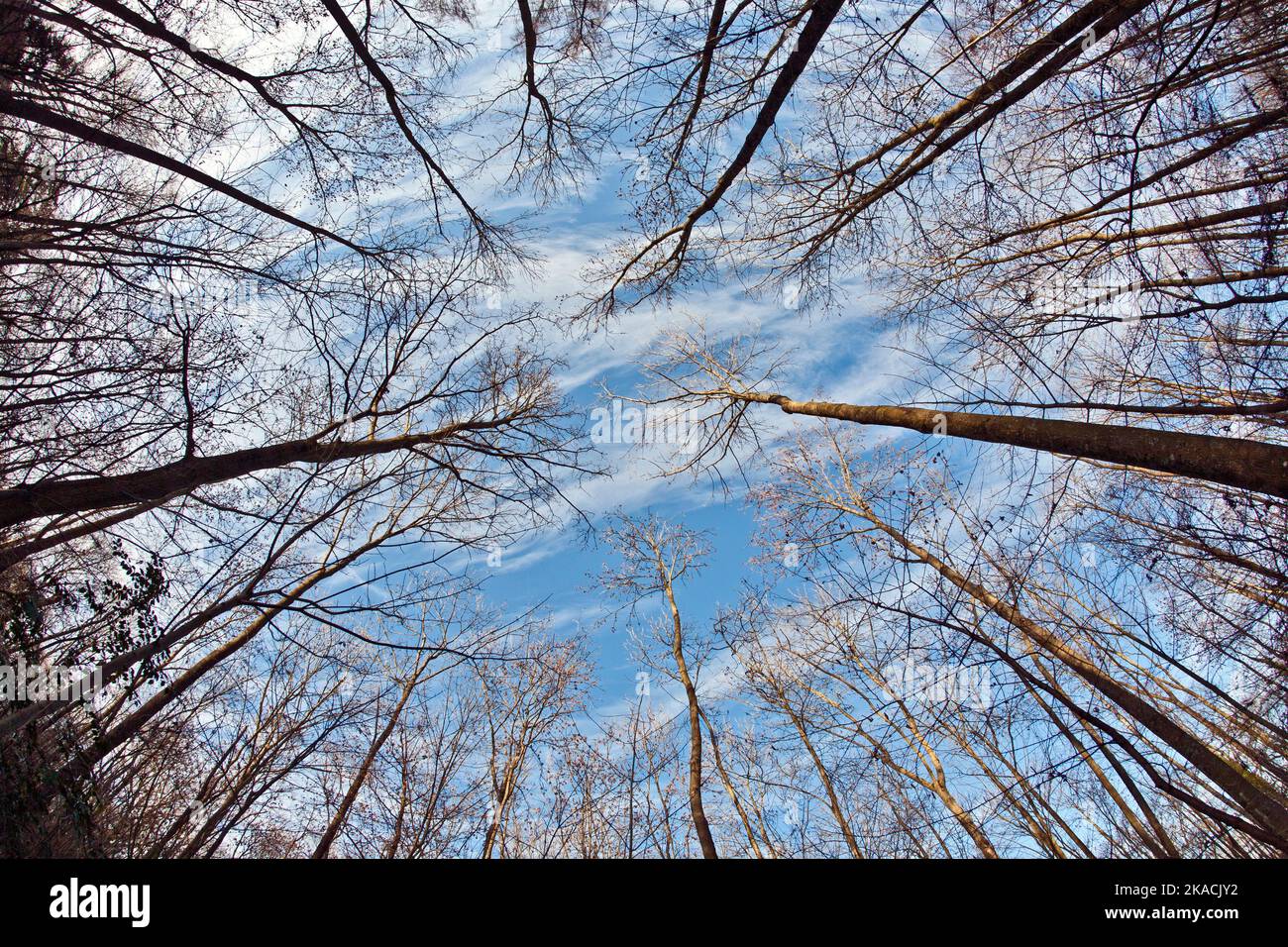 crown of trees in forest with blue sky Stock Photo - Alamy