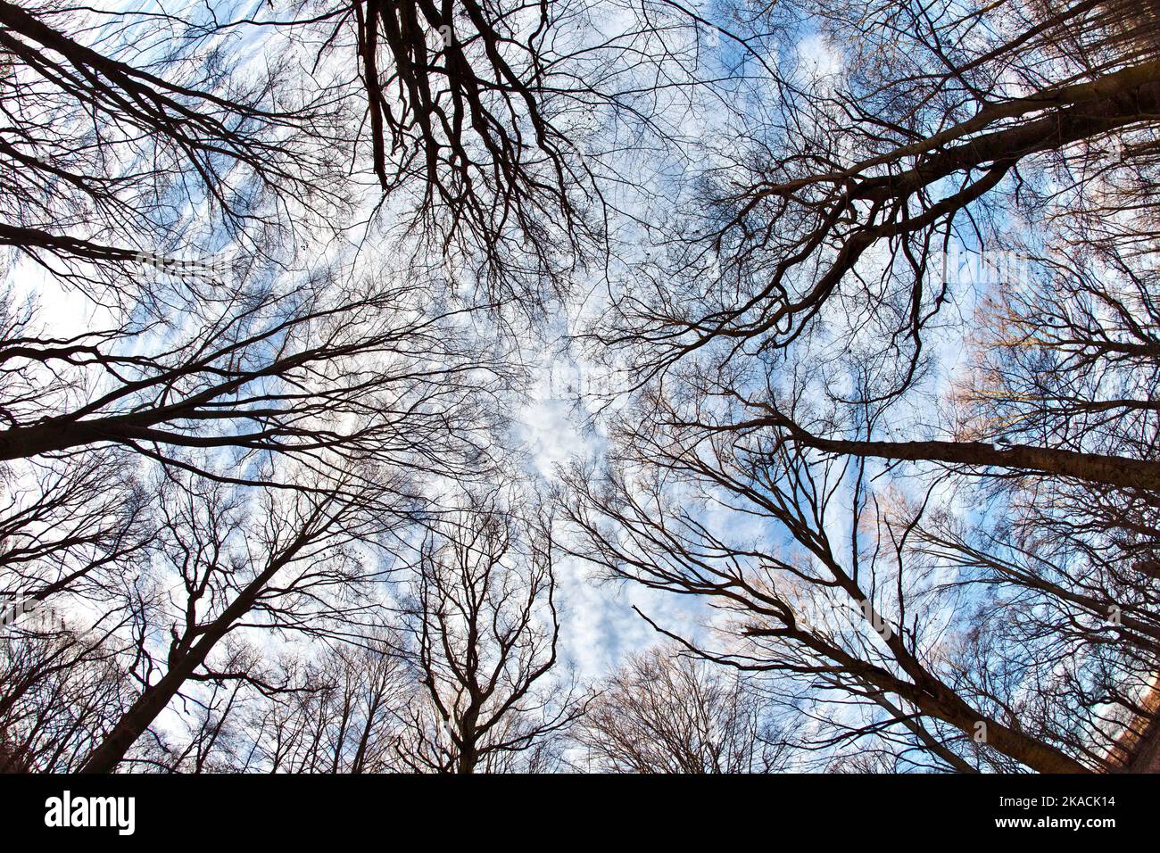 crown of trees in forest with blue sky Stock Photo - Alamy
