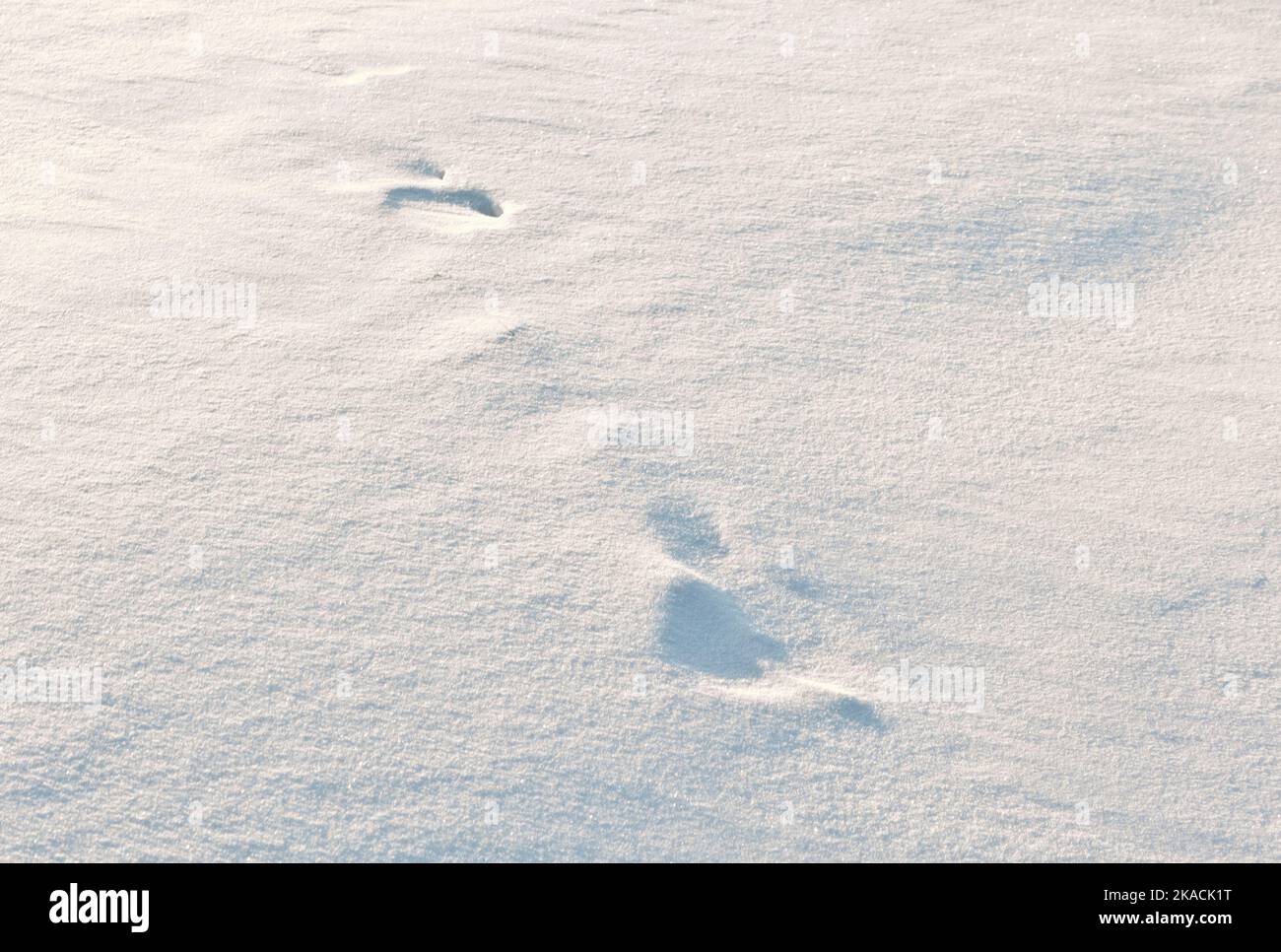 Footsteps on the snow in flat area Stock Photo - Alamy