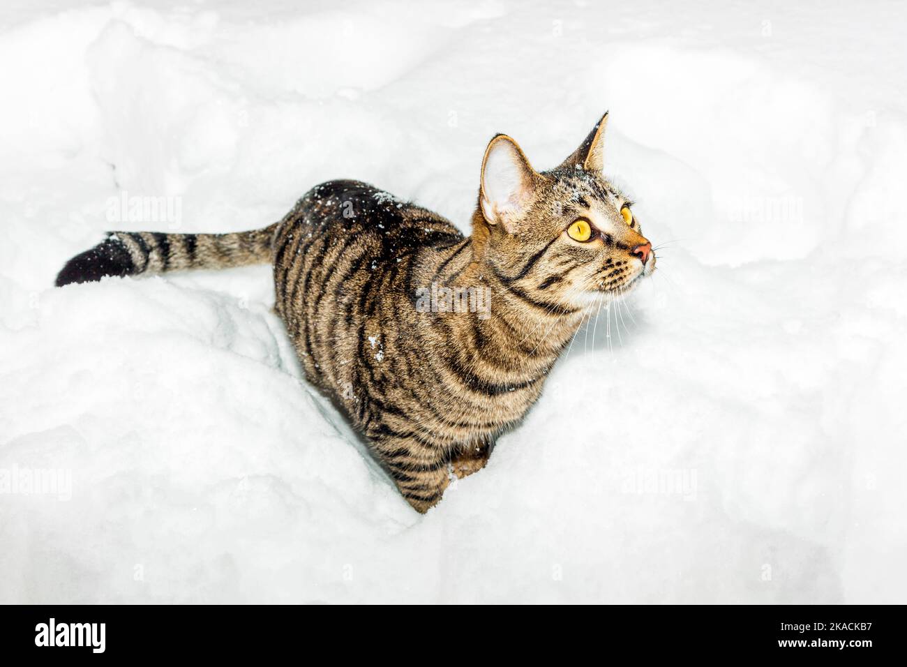 cat strolling through deep snow in winter Stock Photo - Alamy