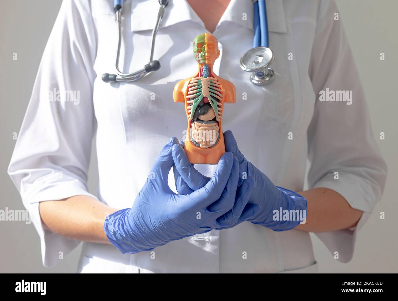 Doctor hands in blue gloves holding 3d skinless human model with inner ...