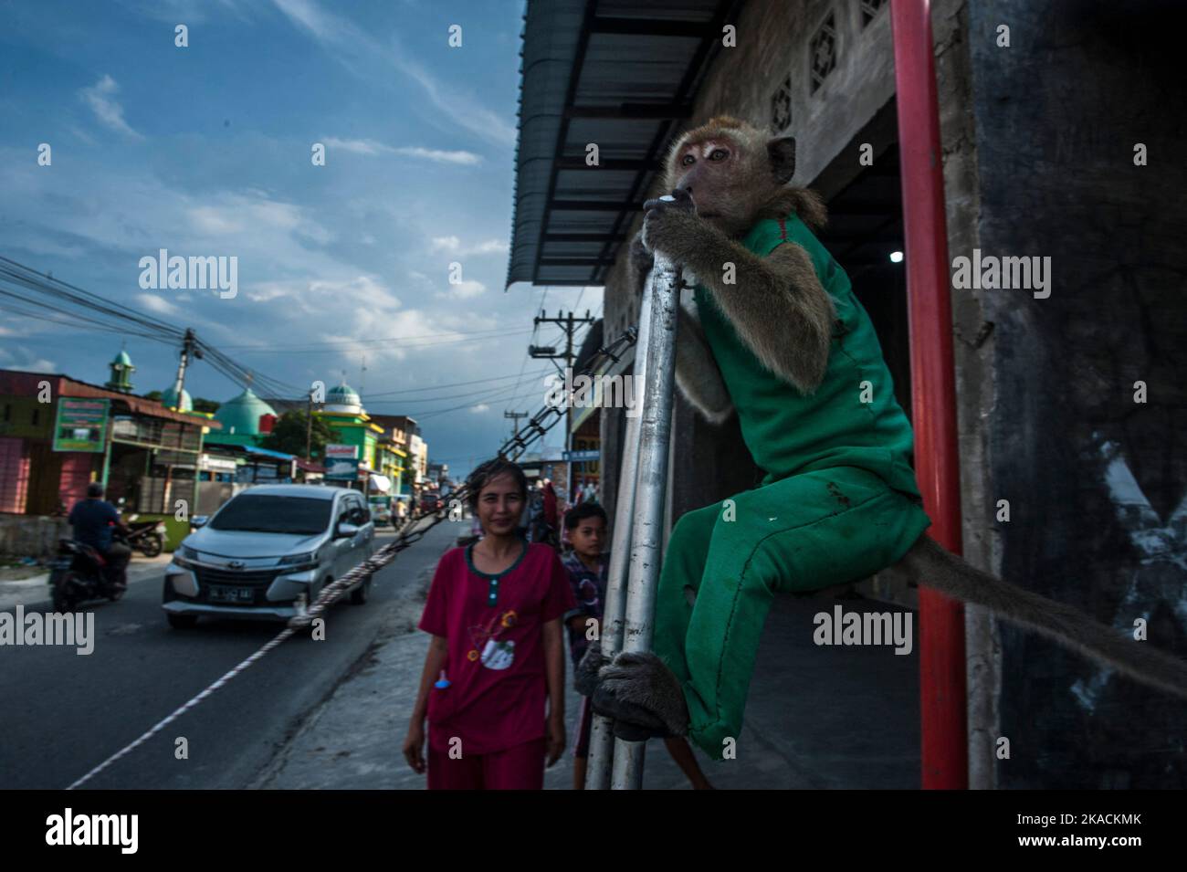 Tuan monkey hi-res stock photography and images - Alamy