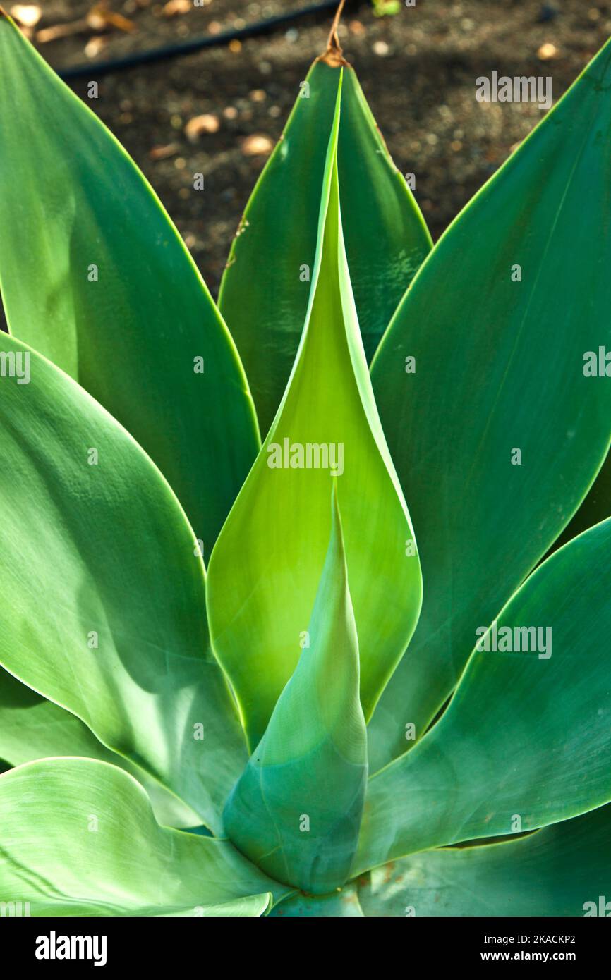 Agave plant in natural sunlight Stock Photo - Alamy