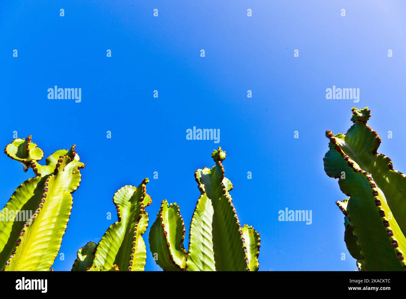 cactus with clear blue sky Stock Photo - Alamy
