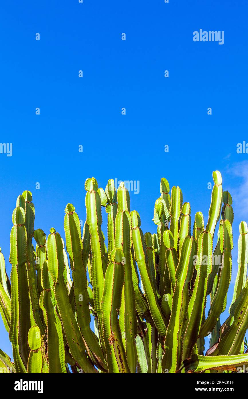 beautiful cactus under blue sky Stock Photo - Alamy
