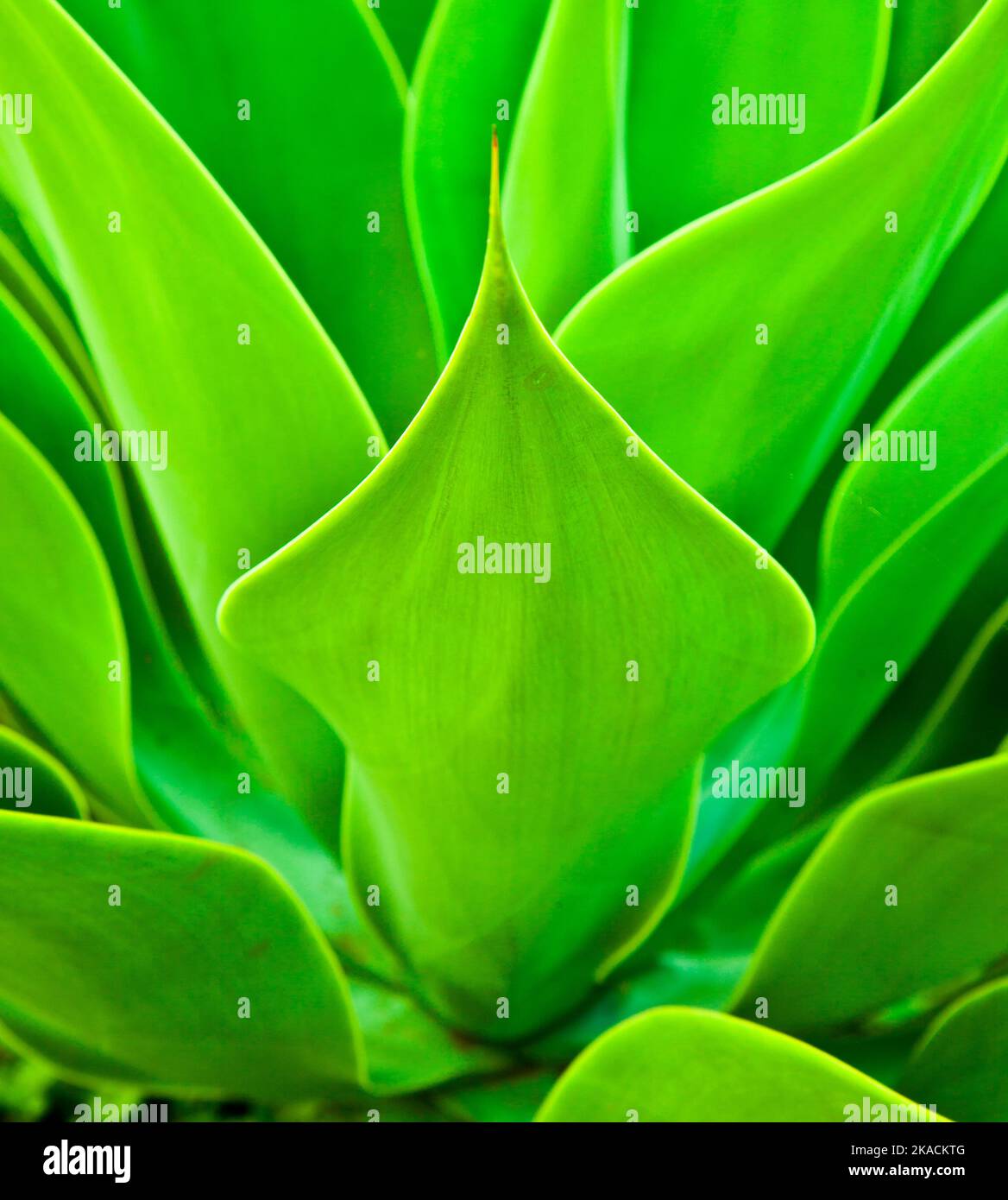 Agave plant in natural sunlight Stock Photo - Alamy