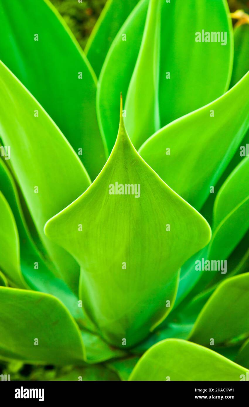 Agave plant in natural sunlight Stock Photo - Alamy