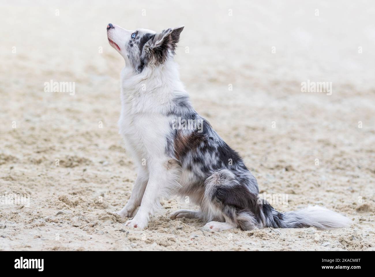 Australian shepherd hi-res stock photography and images - Alamy