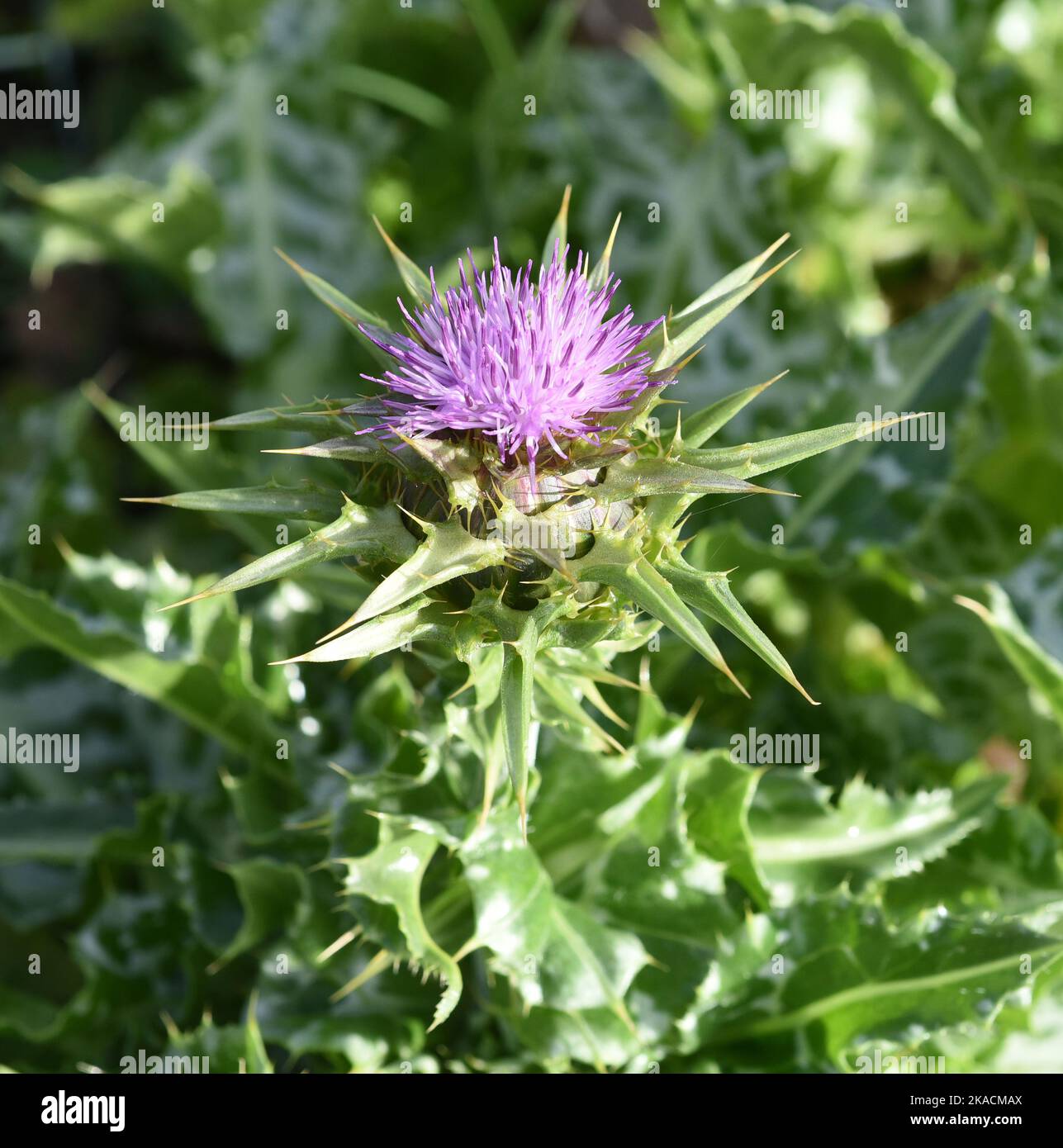 Mariendistel, Silybum marianum ist eine wichtige Heilpflanze. Milk ...