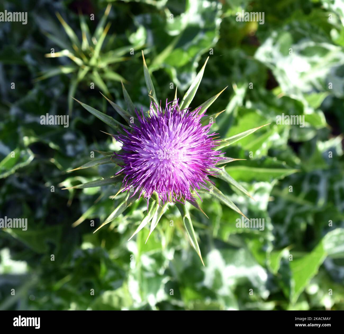 Mariendistel, Silybum marianum ist eine wichtige Heilpflanze. Milk ...