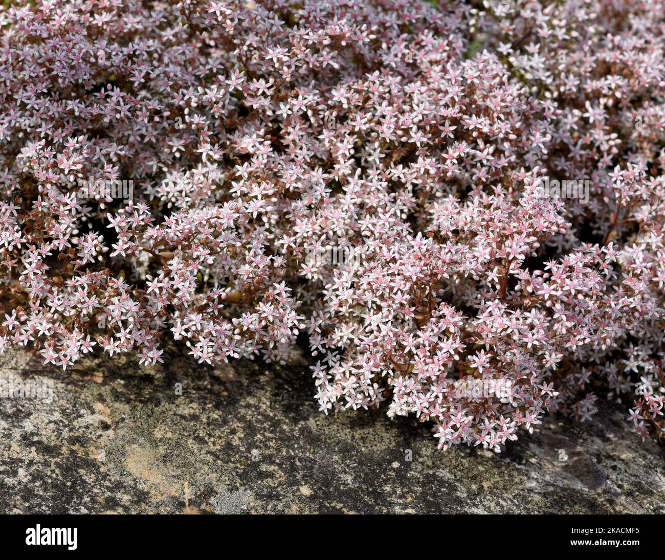 Weisser Mauerpfeffer, Sedum album, ist eine Heil- und ...