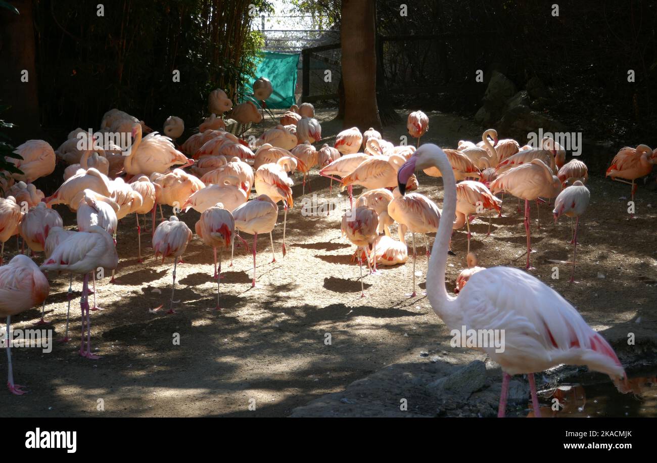 Los Angeles, California, USA 27th October 2022 Flamingos at Boo at the ...